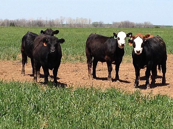 Stockade - Resources